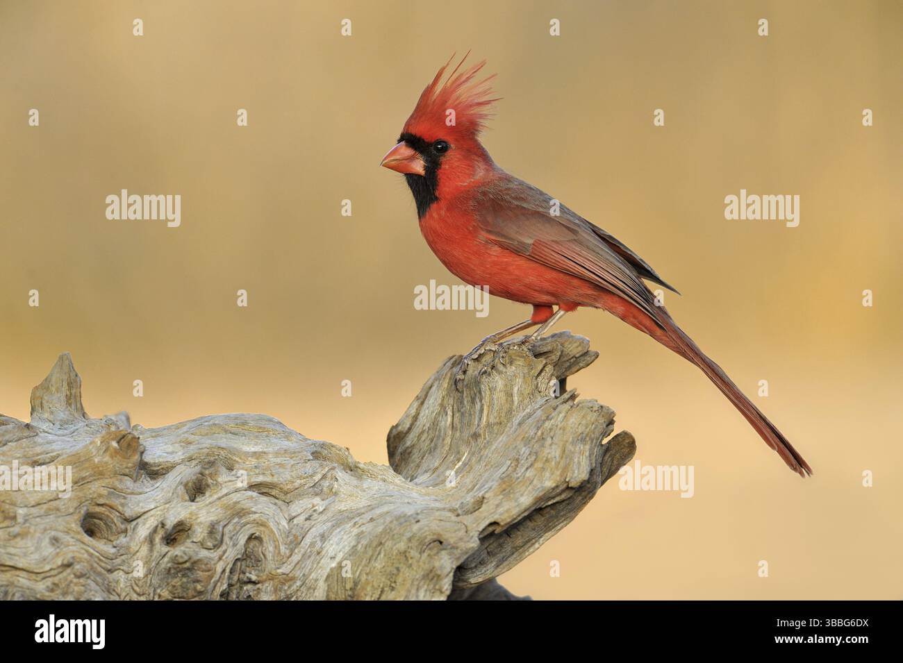 Northern Cardinal (Cardinalis cardinalis), Texas, USA, North America ...