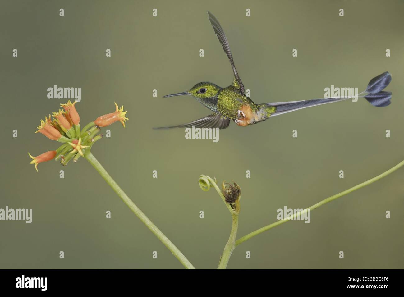 Booted Racket-tail (Ocreatus underwoodii), Ecuador, South America Stock ...