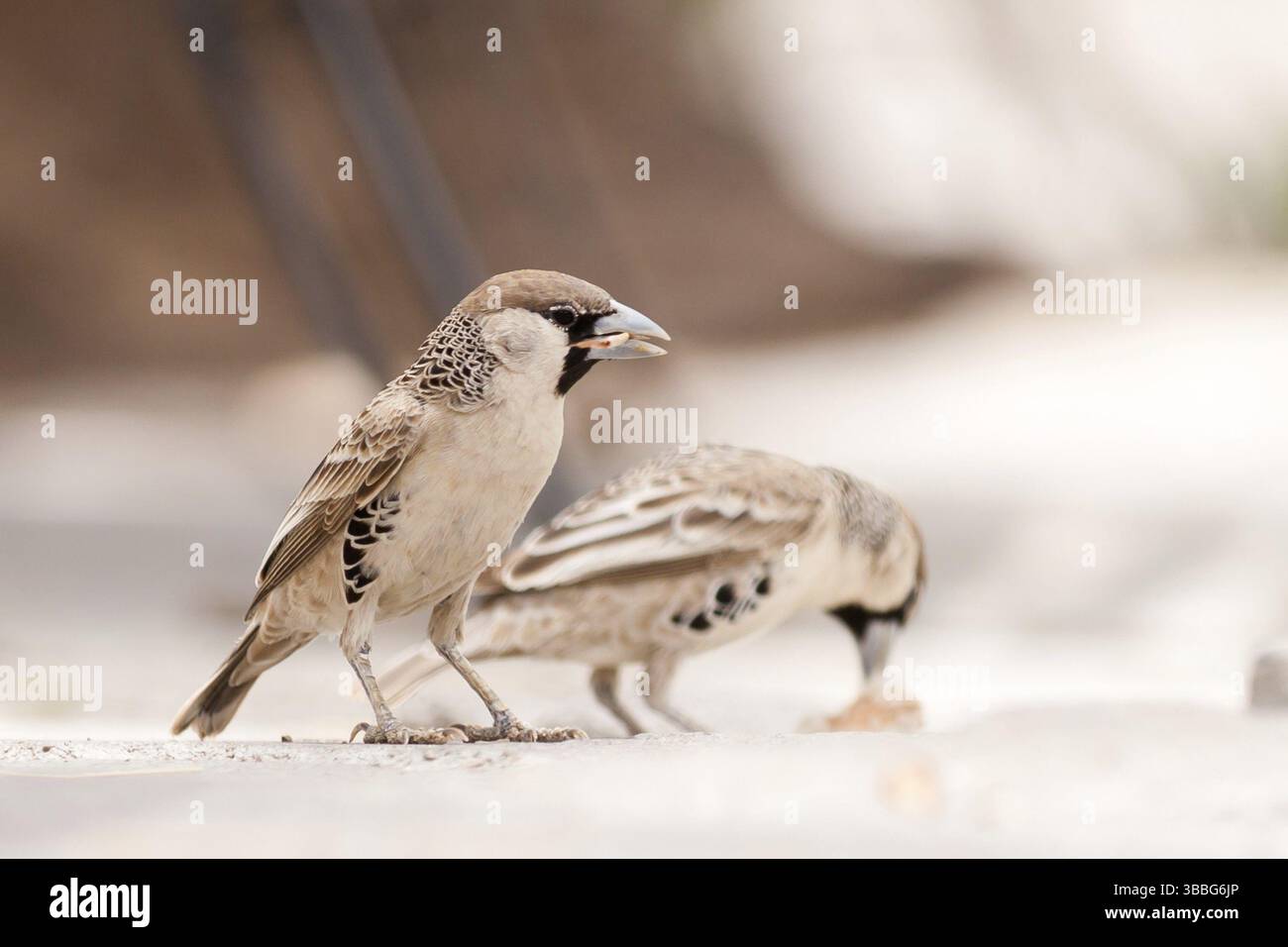 Sociable Weaver (Philetairus socius), Namibia, Africa Stock Photo - Alamy