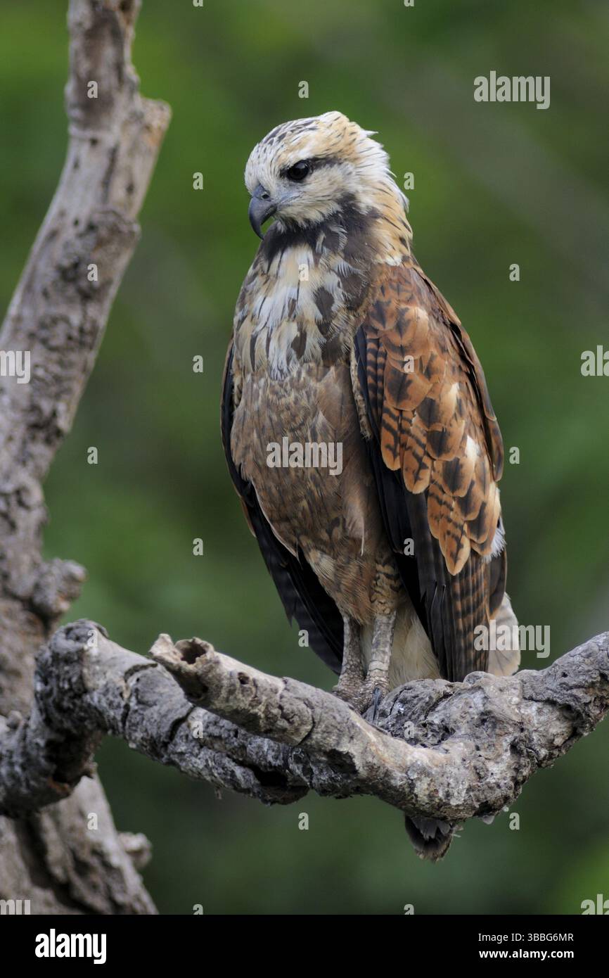 Black-collared Hawk (Busarellus nigricollis), Pantanal, Brazil, South ...