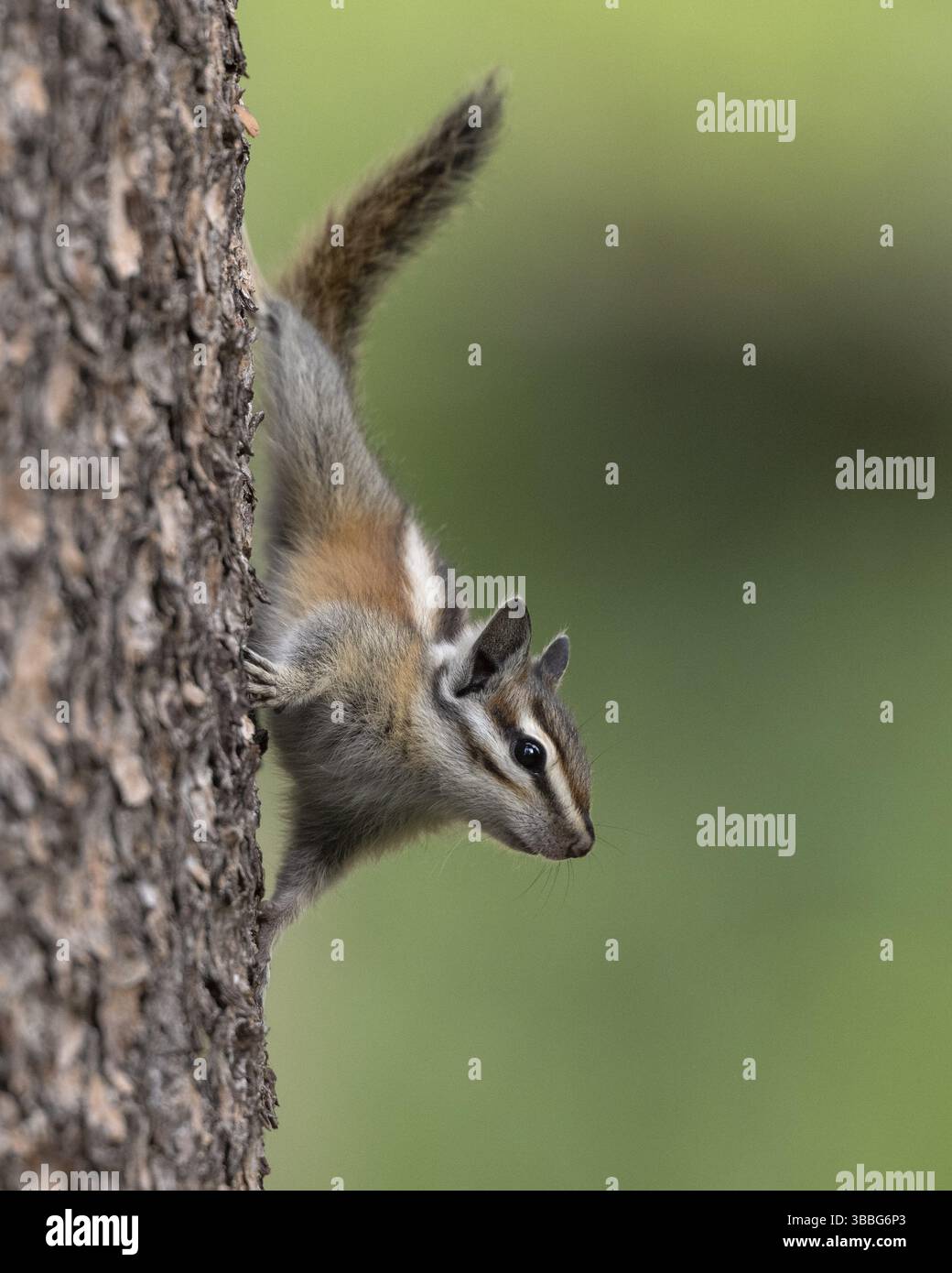 A Lodgepole Chipmunk clinging to the trunk of a conifer in El Dorado ...