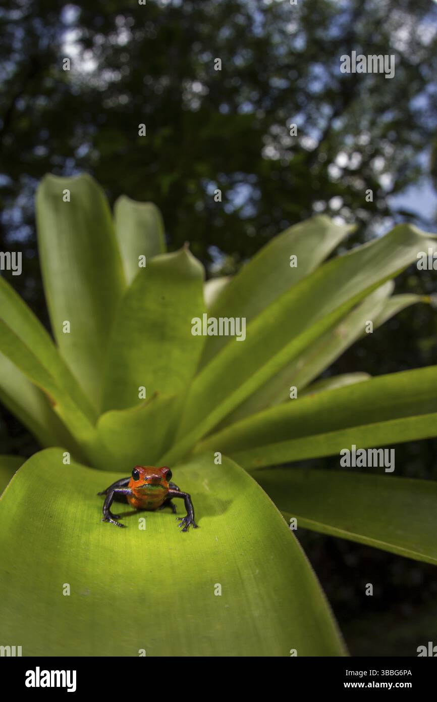 Strawberry poison frog (Oophaga pumilio), Costa Rica, Central America ...