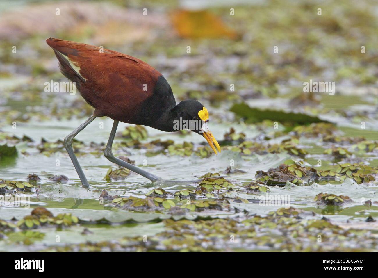 Northern Jacana (Jacana spinosa) in a wetland area in Costa Rica Stock ...