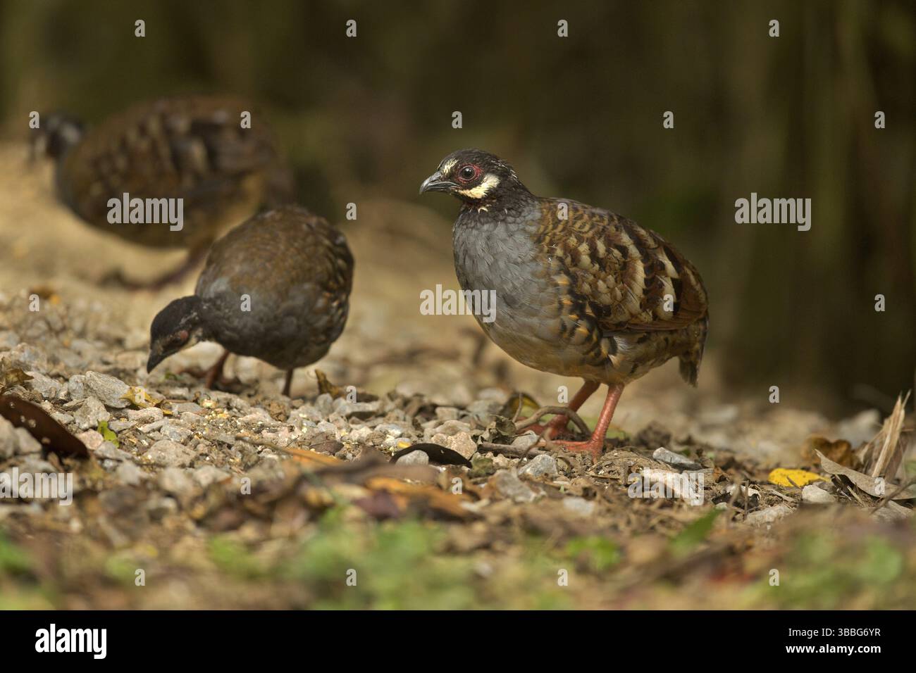 Malaysian Partridge (Arborophila campbelli), Pahang, Malaysia, Asia ...