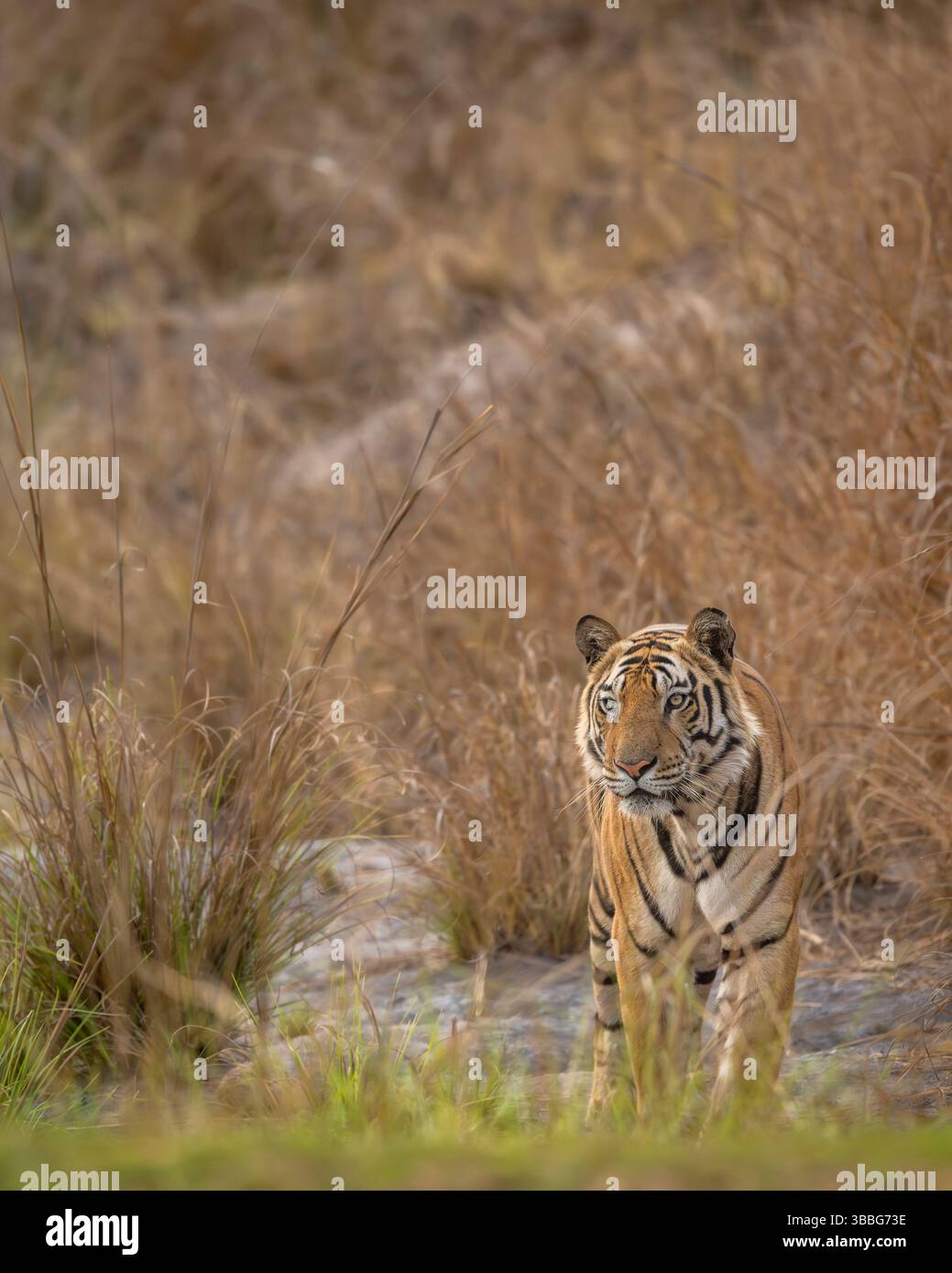 wild male bengal tiger or panthera tigris at bandhavgarh national park ...