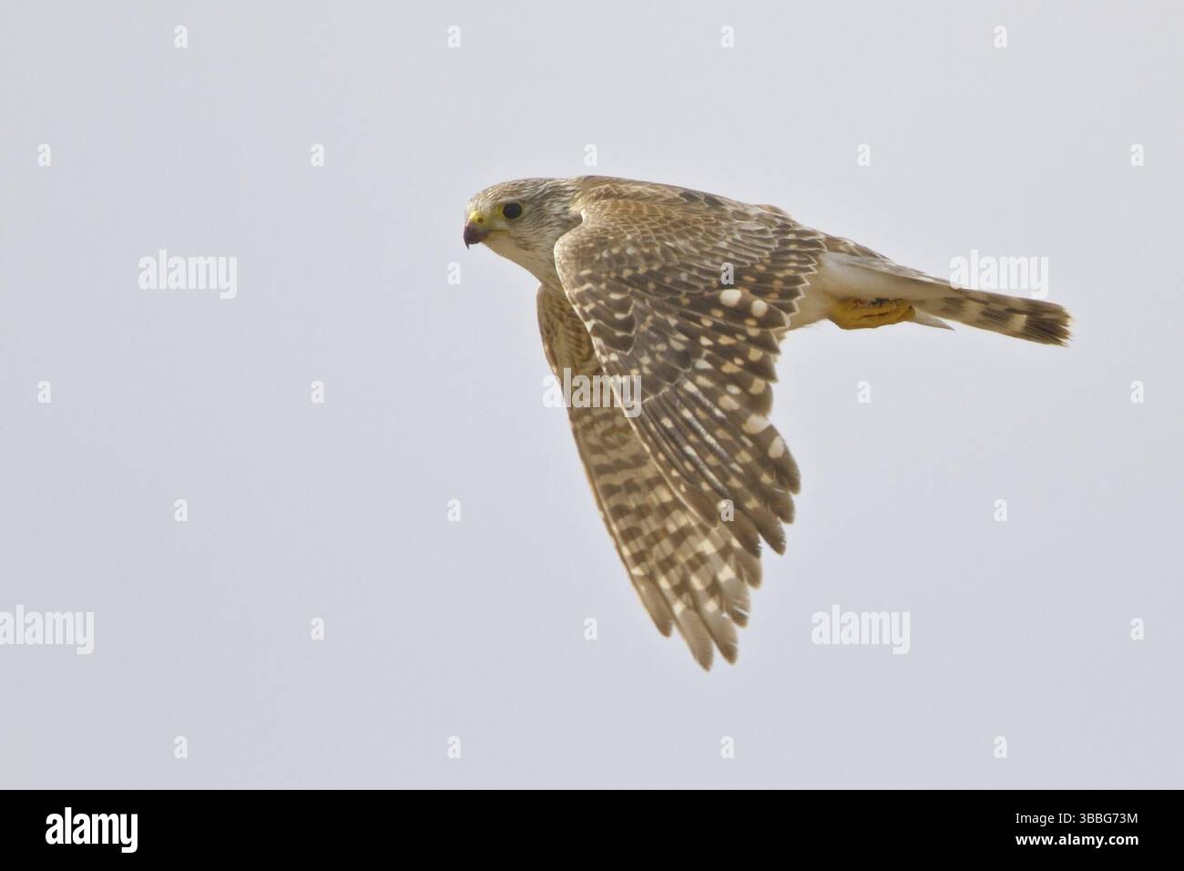 Merlin (Falco columbarius) flying, Alberta, Canada, North America Stock ...