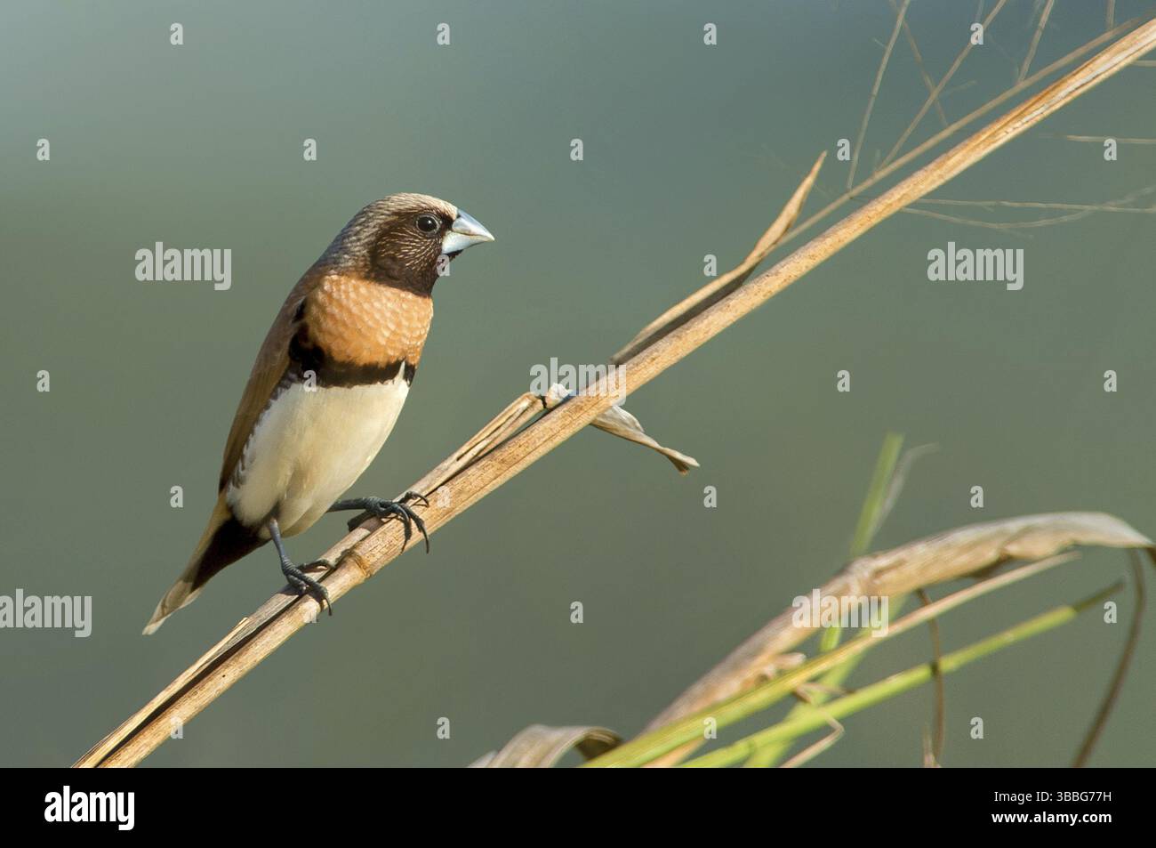 Chestnut-breasted Mannikin (Lonchura castaneothorax), Queensland ...