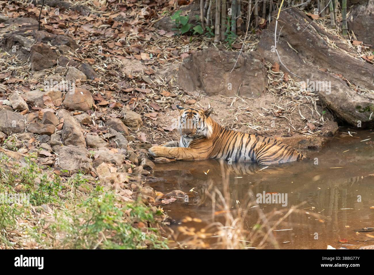 wild male bengal tiger or panthera tigris bandhavgarh national park ...