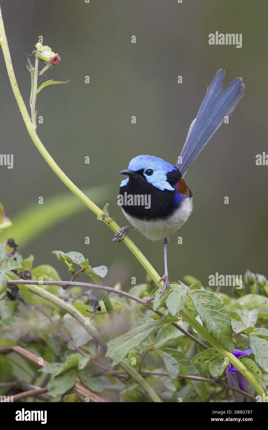 Variegated Fairywren (Malurus lamberti) male, Queensland, Australia ...