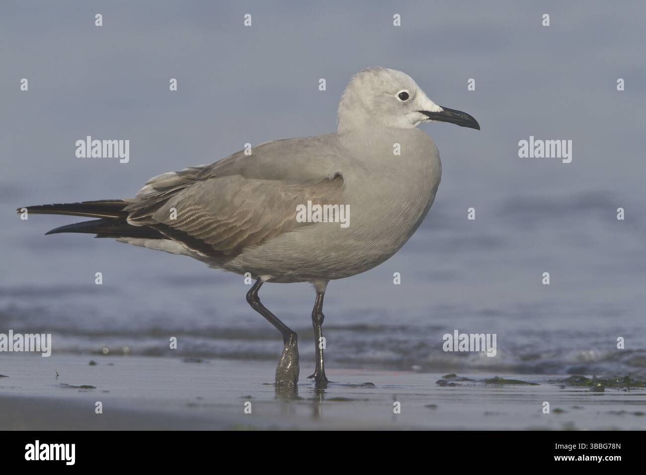 Grey Gull (Leucophaeus modestus), Isla de Ballestas National Park, Peru ...