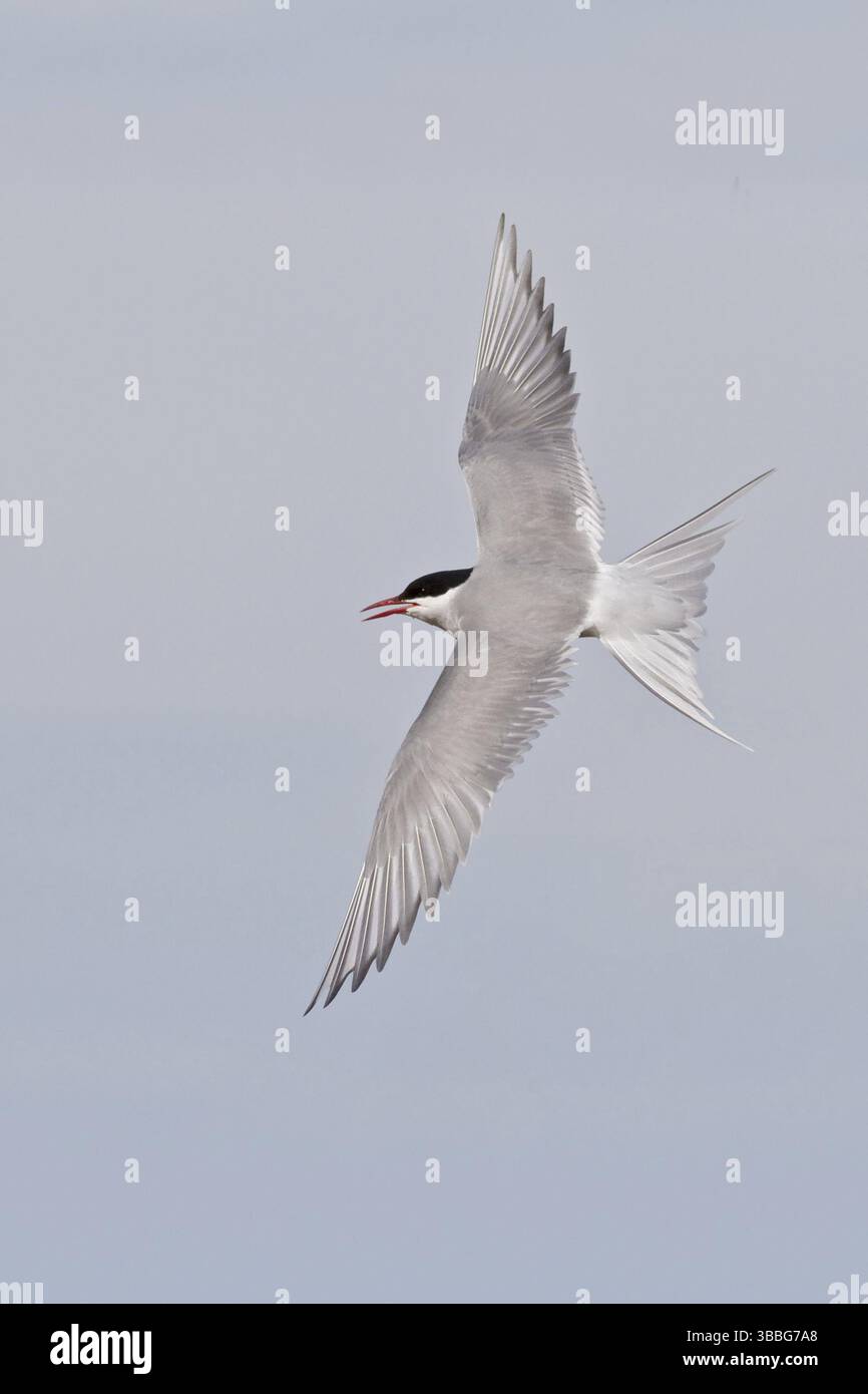 Arctic terns flight canada hi-res stock photography and images - Alamy