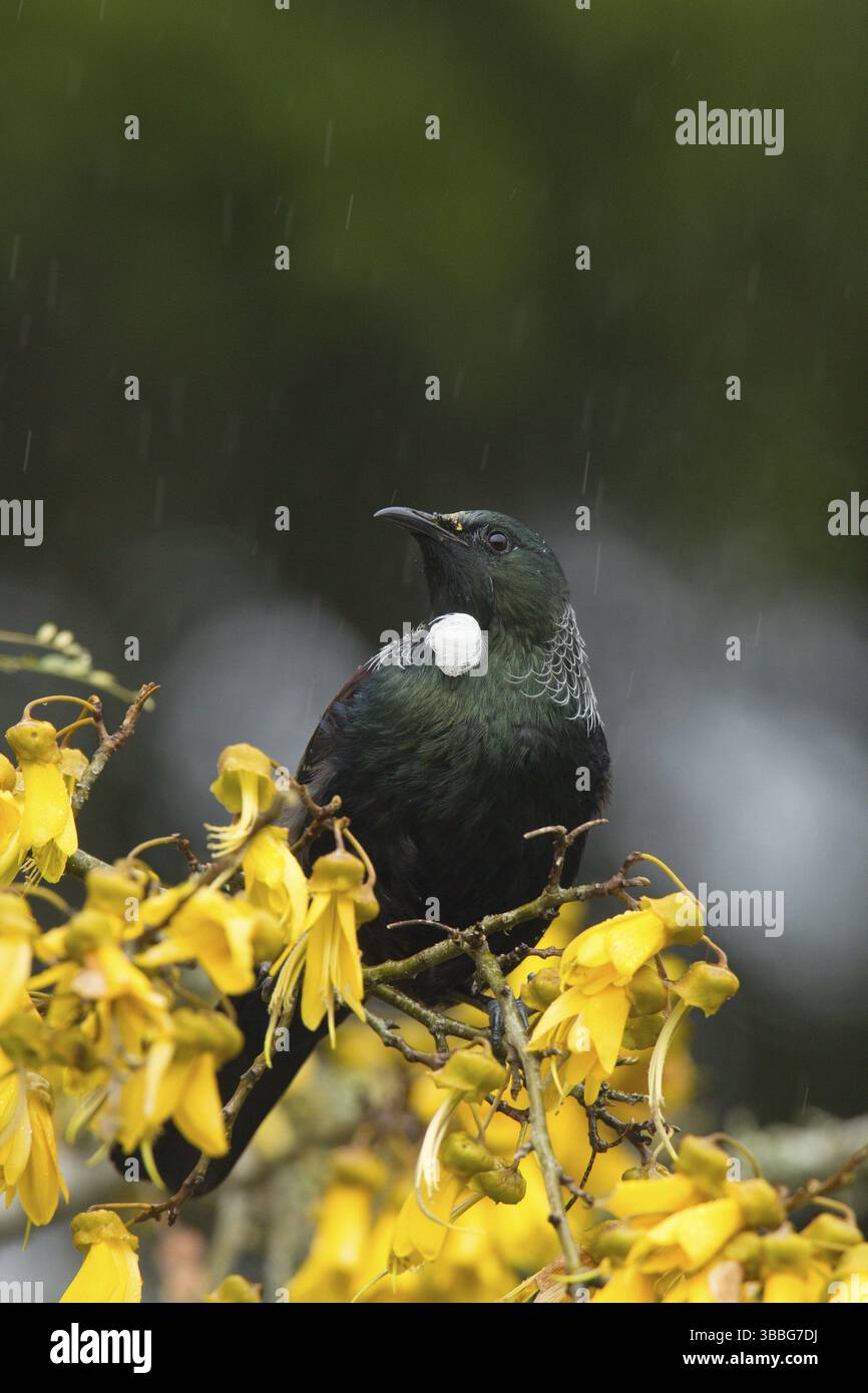 Tui on kowhai flowers Stock Photo - Alamy