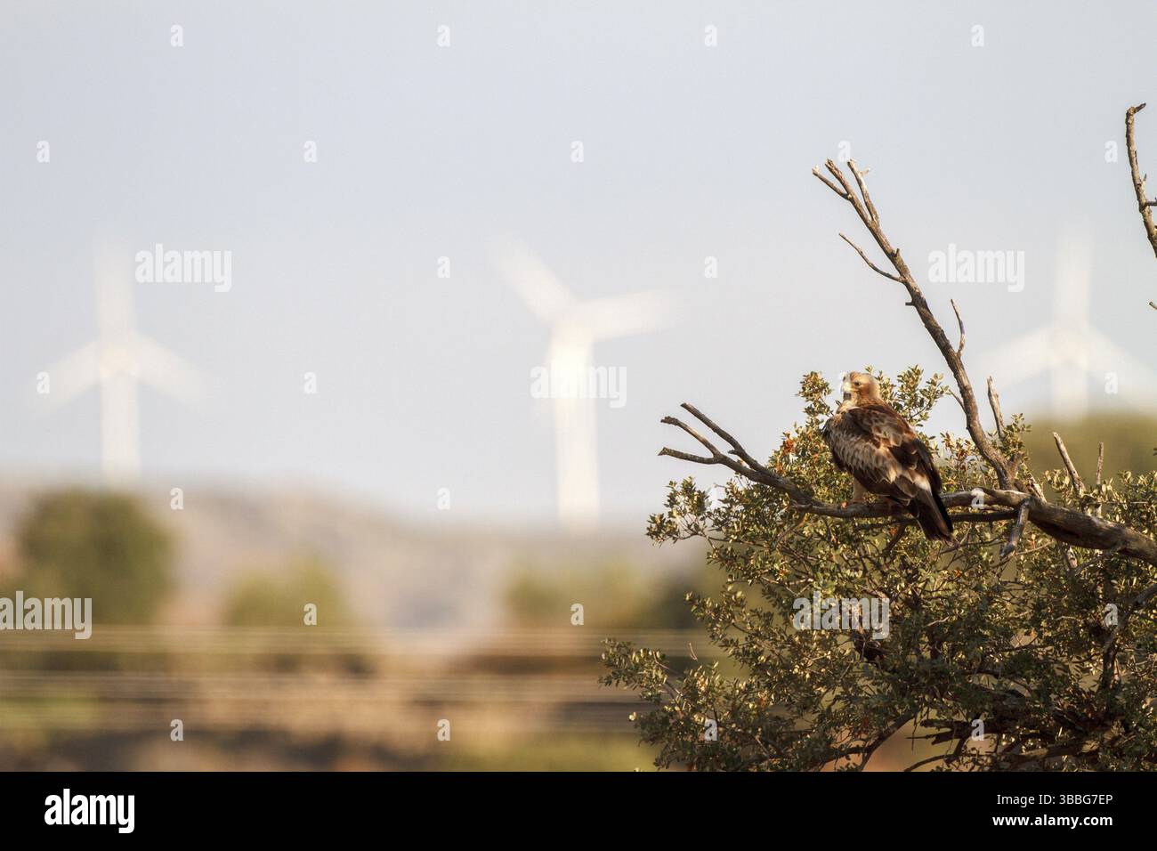 Booted Eagle (Hieraaetus pennatus) female, Castile and Leon, Spain ...