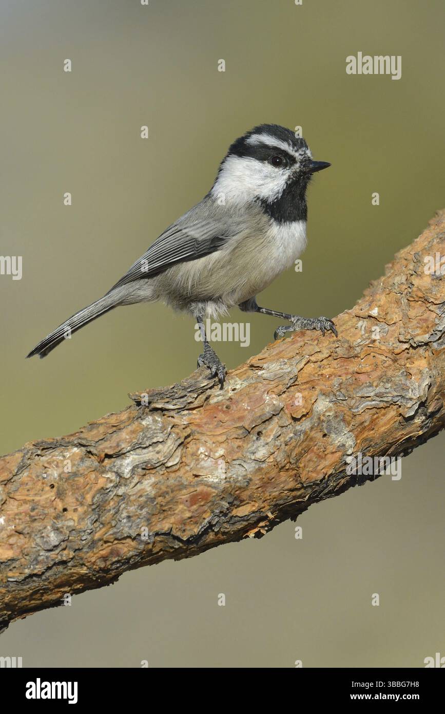 Gambeli hi-res stock photography and images - Alamy