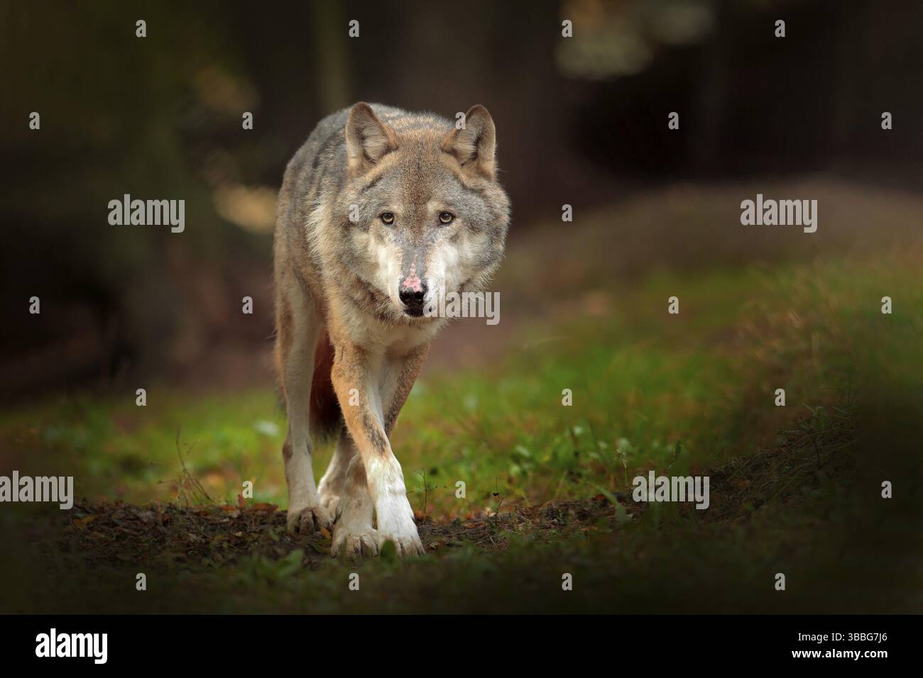 Gray wolf, Canis lupus, in the spring light, in the forest with green ...