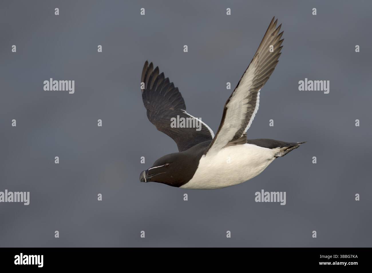 Razorbill (Alca torda islandica) flying, Iceland, Europe Stock Photo ...