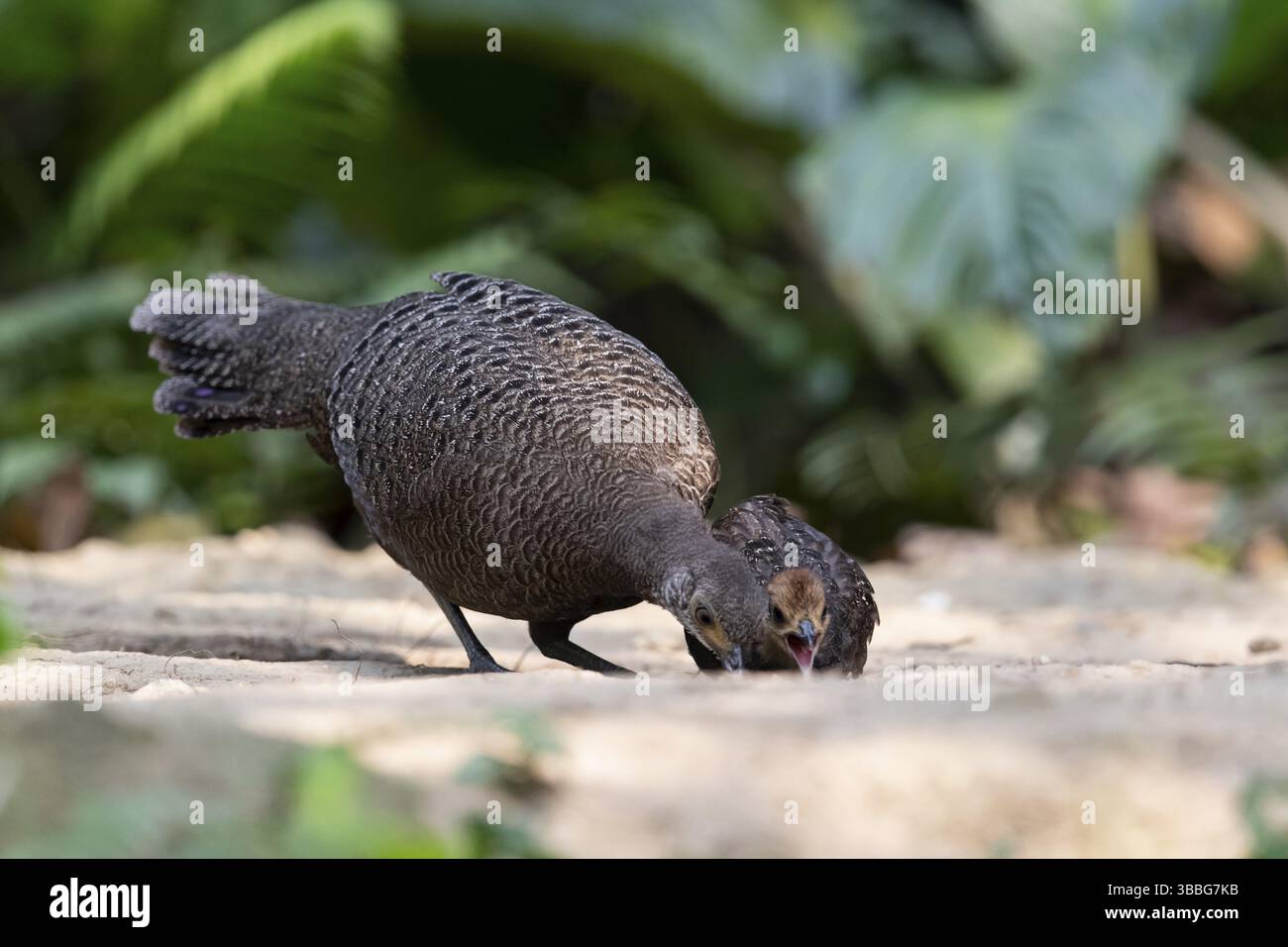 Grey Peacock-Pheasant (Polyplectron bicalcaratum) female foraging with chick, Yunnan, China ...