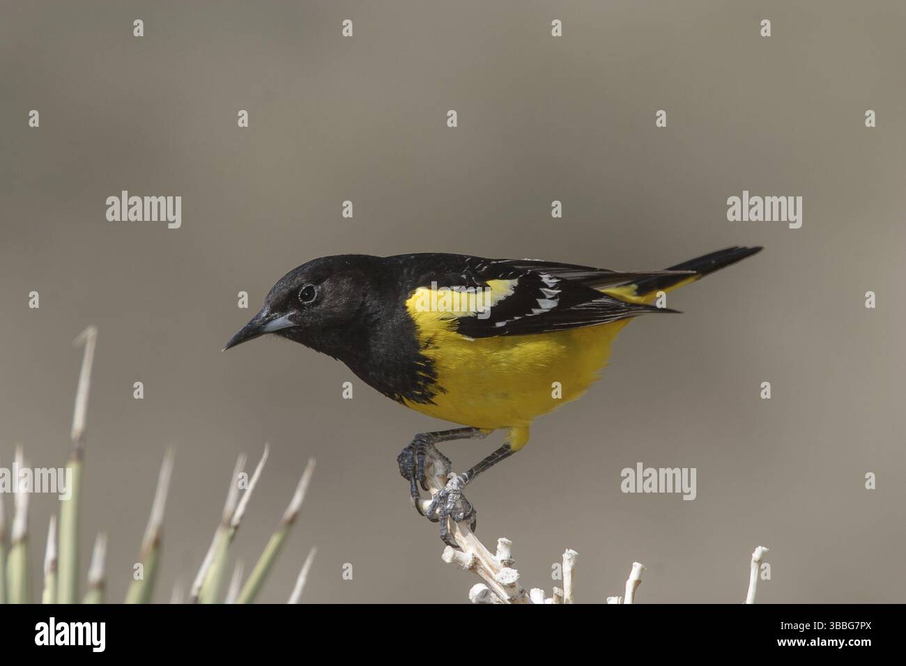 Scott's Oriole (Icterus parisorum) male, California, USA, North America ...
