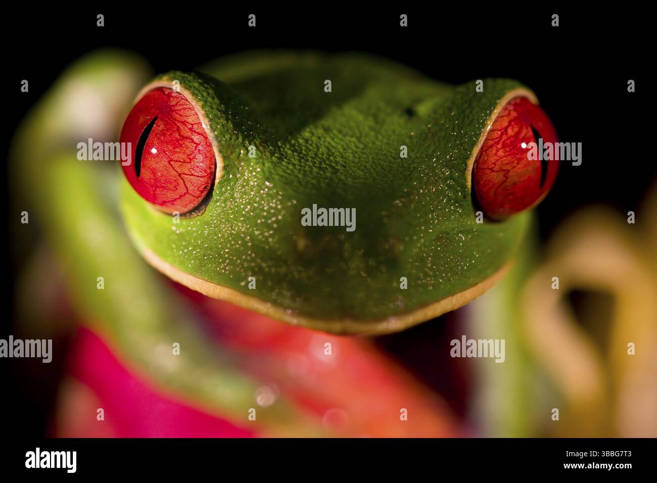 Red-eyed tree frog (Agalychnis callidryas), the most famous frog in ...