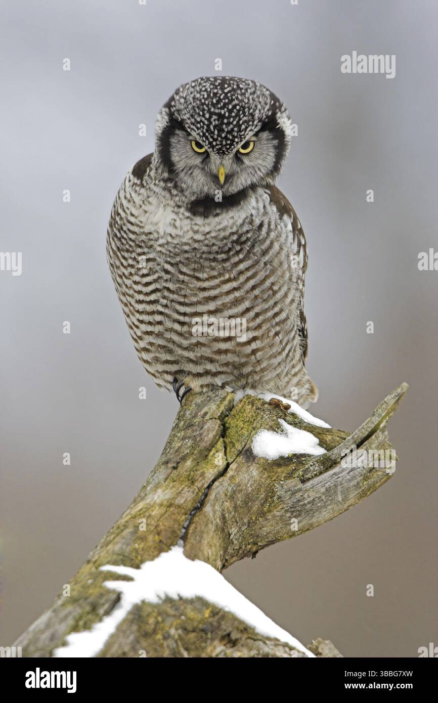 Northern Hawk-Owl (Surnia ulula), Ontario, Canada, North America Stock ...