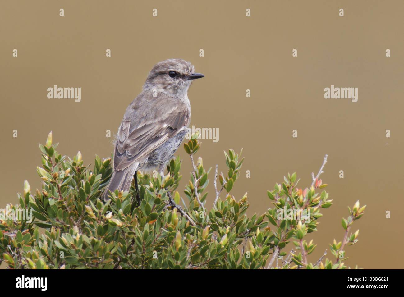 Dusky Robin (Melanodryas vittata), Tasmania, Australia, Oceania Stock ...