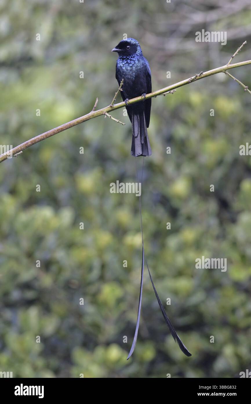 Racket tailed drongo hi-res stock photography and images - Alamy