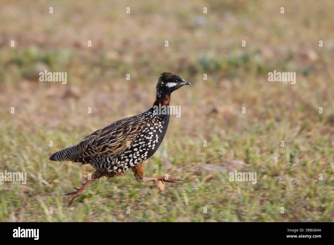 Black Francolin (Francolinus francolinus), Turkey, Asia Stock Photo - Alamy