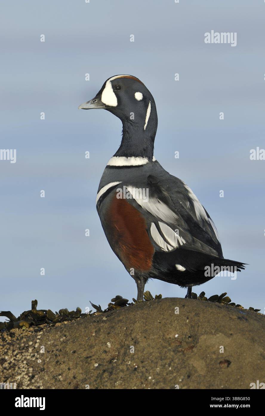 Harlequin Duck (Histrionicus histrionicus) male, British Columbia ...