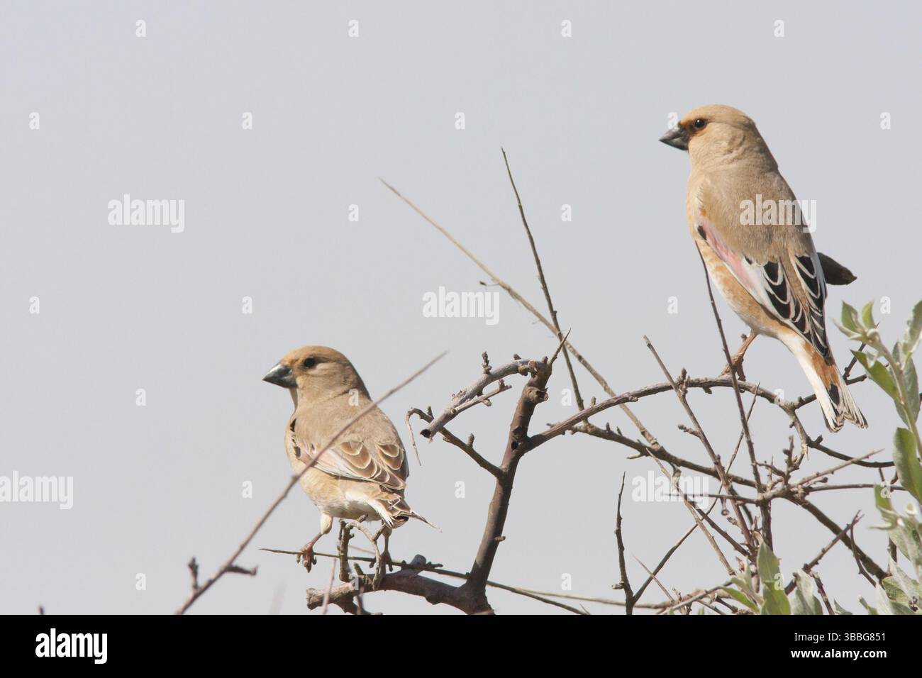 Desert Finch (Rhodospiza obsoleta), Turkey, Asia Stock Photo - Alamy