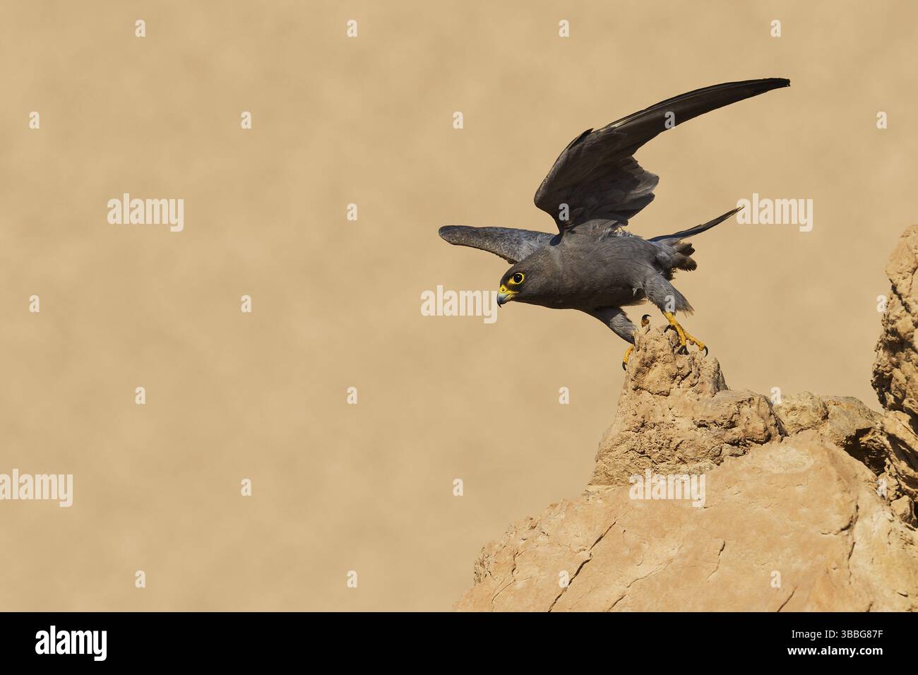 Sooty Falcon (Falco concolor), Eilat, Israel, Asia Stock Photo - Alamy