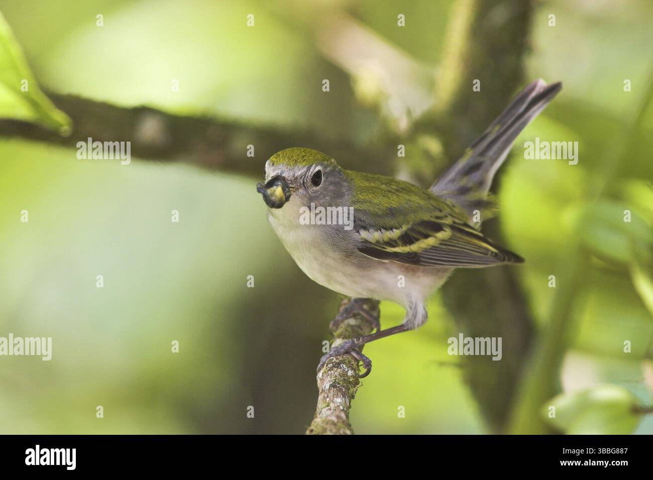Chestnut-sided Warbler (Setophaga pensylvanica), Costa Rica, Central ...