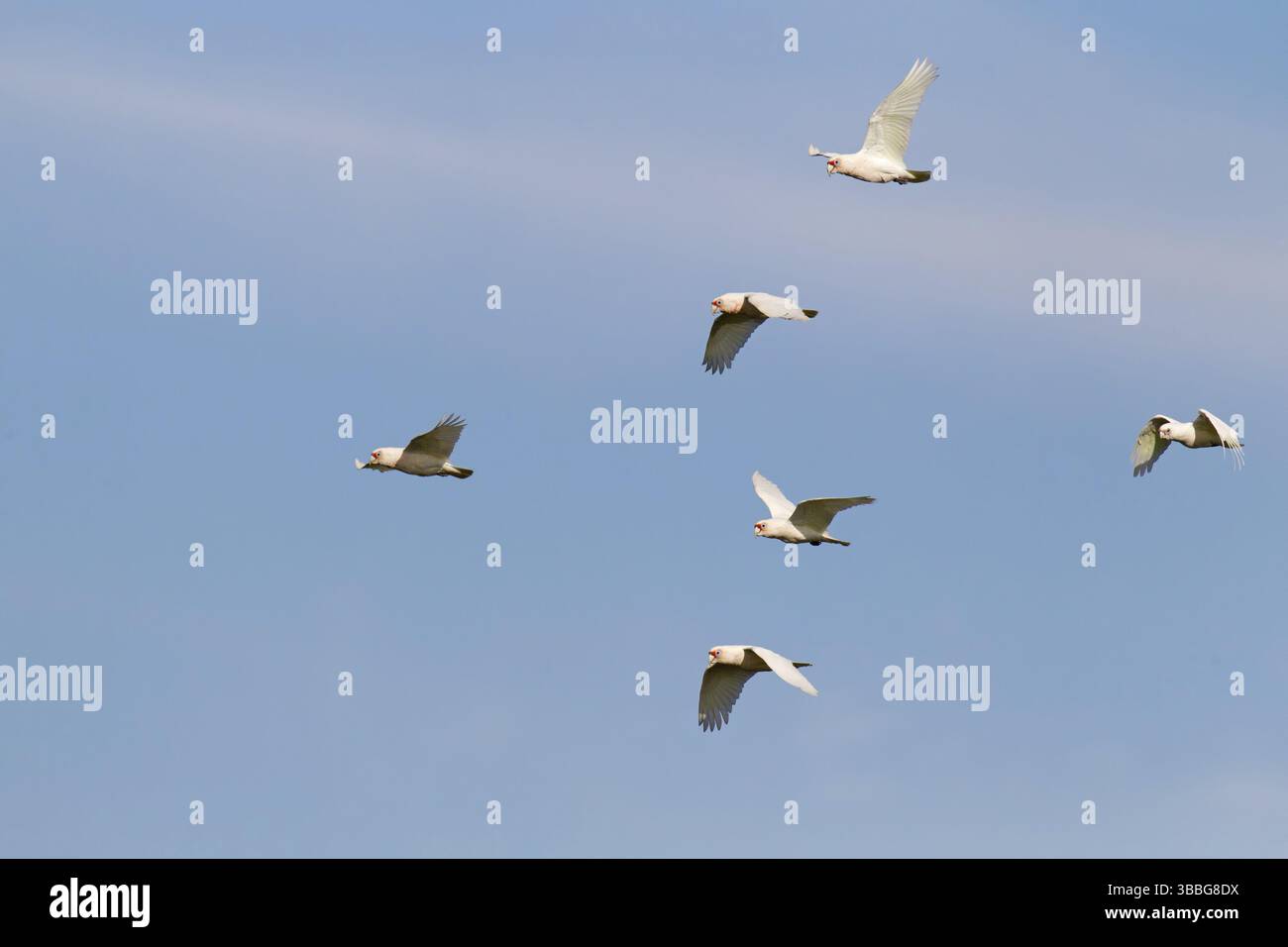Long-billed Corella & Little Corella (Cacatua tenuirostris & Cacatua ...