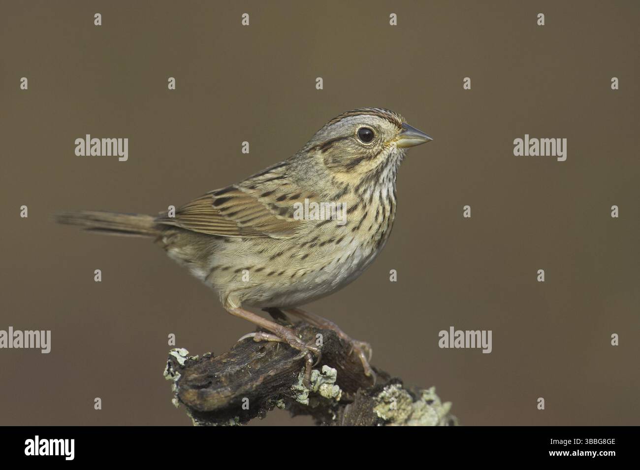 Lincoln's Sparrow (Melospiza lincolnii), Michigan, USA, North America ...