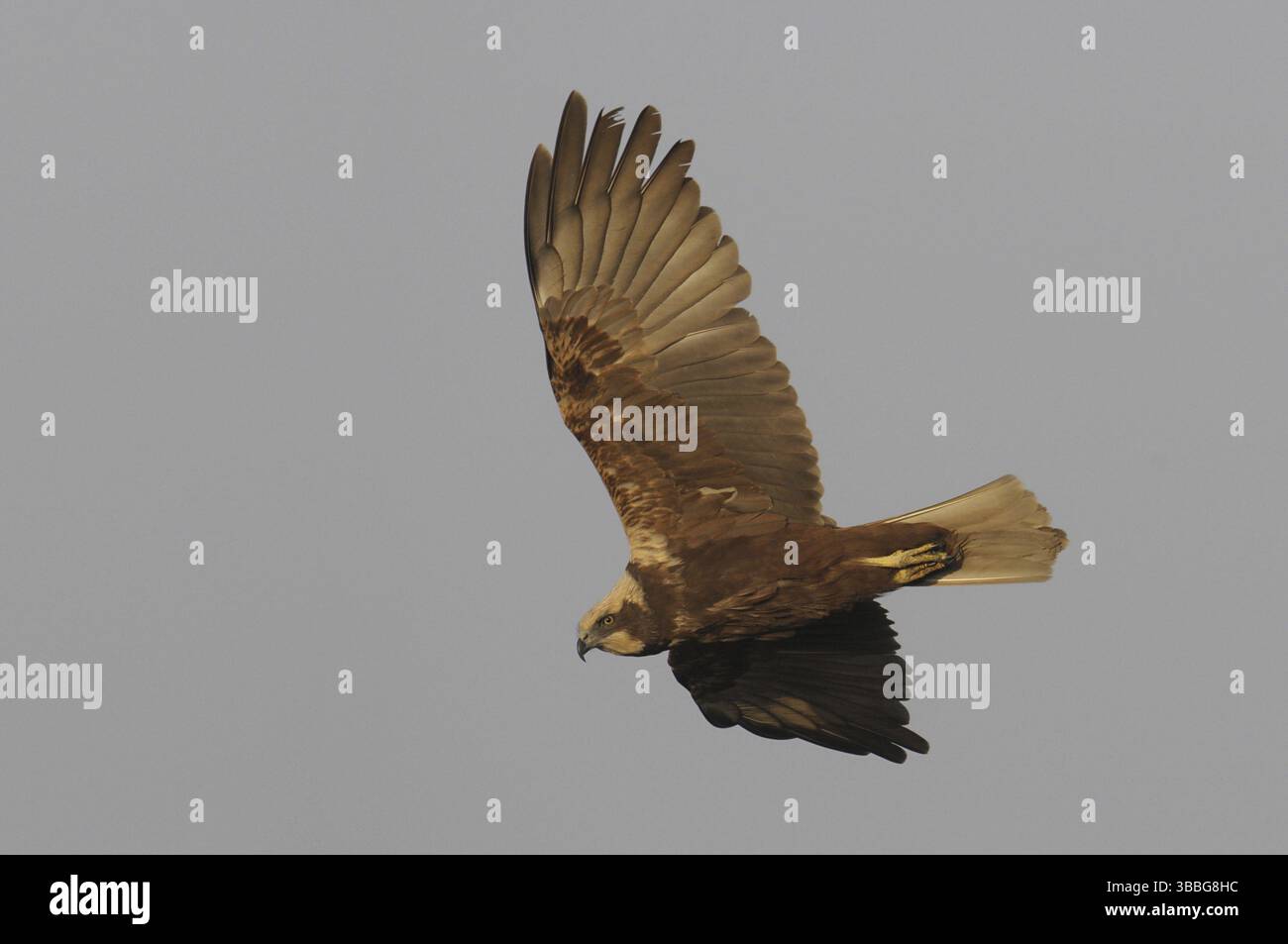 Western Marsh Harrier (Circus aeruginosus) flying, Austria, Europe ...
