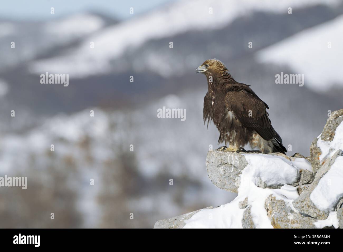 Steinadler; lat. Aquila chrysaetos; Jungvogel im ersten Lebensjahr bei ...