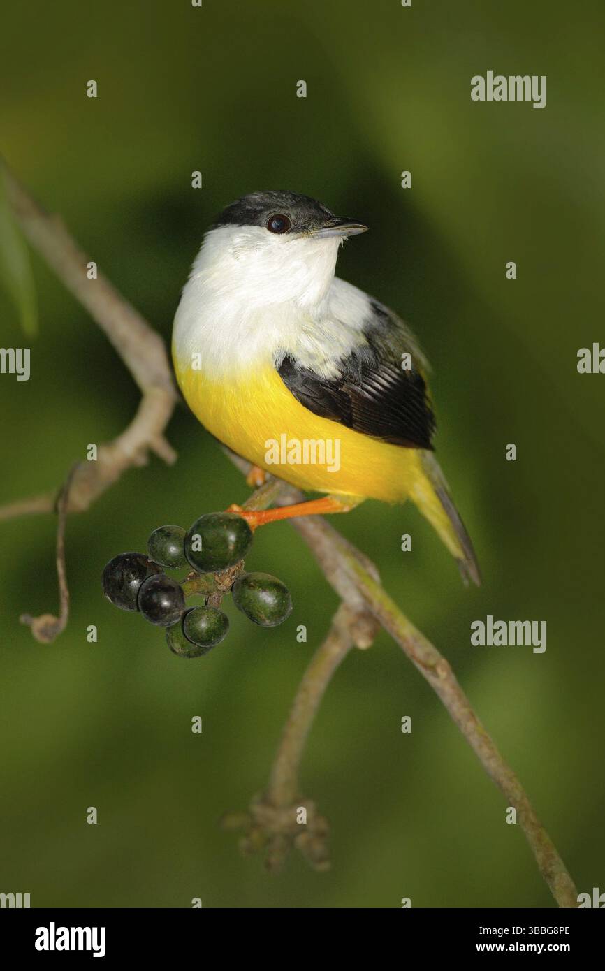 White-collared Manakin, Manacus candei, rare bizar bird, Nelize ...