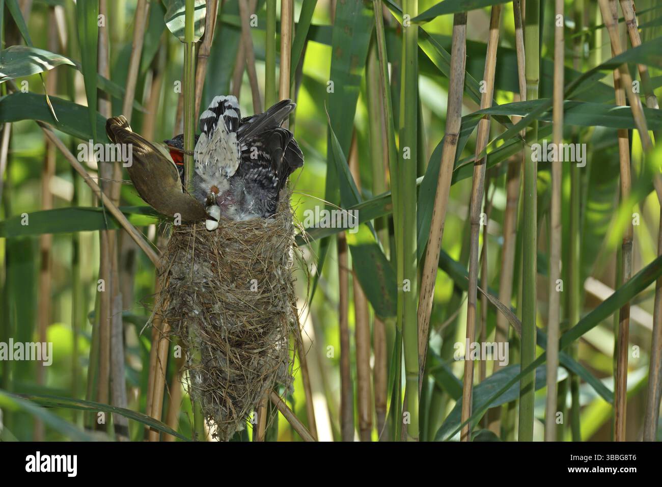 Common Cuckoo & Eurasian Reed Warbler (Cuculus canorus & Acrocephalus ...