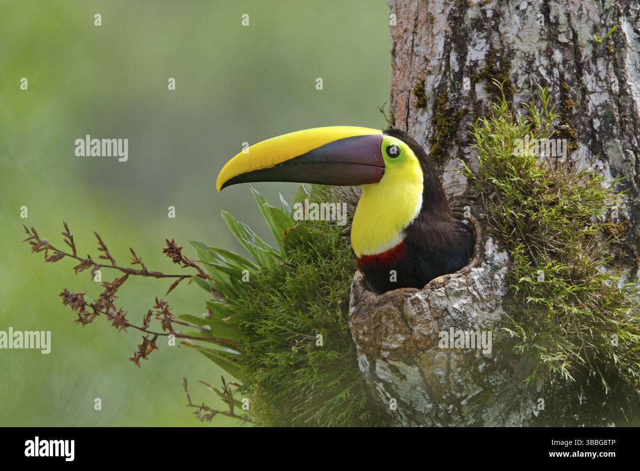 Yellow-throated Toucan (Ramphastos ambiguus swainsonii) on nest in hole ...