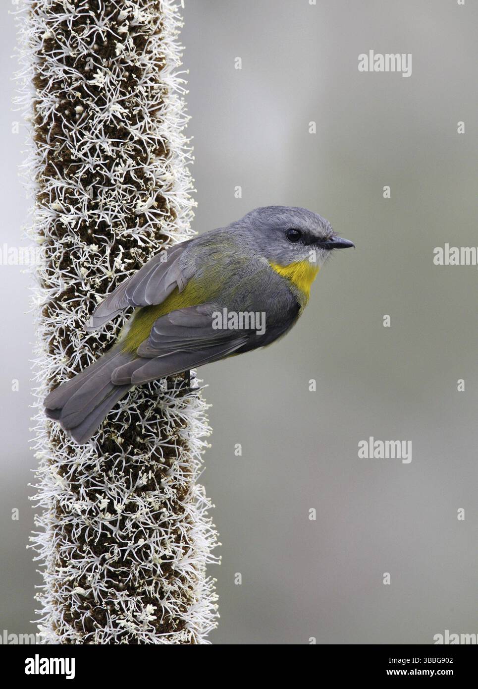 Eastern Yellow Robin (Eopsaltria australis), Victoria, Australia ...
