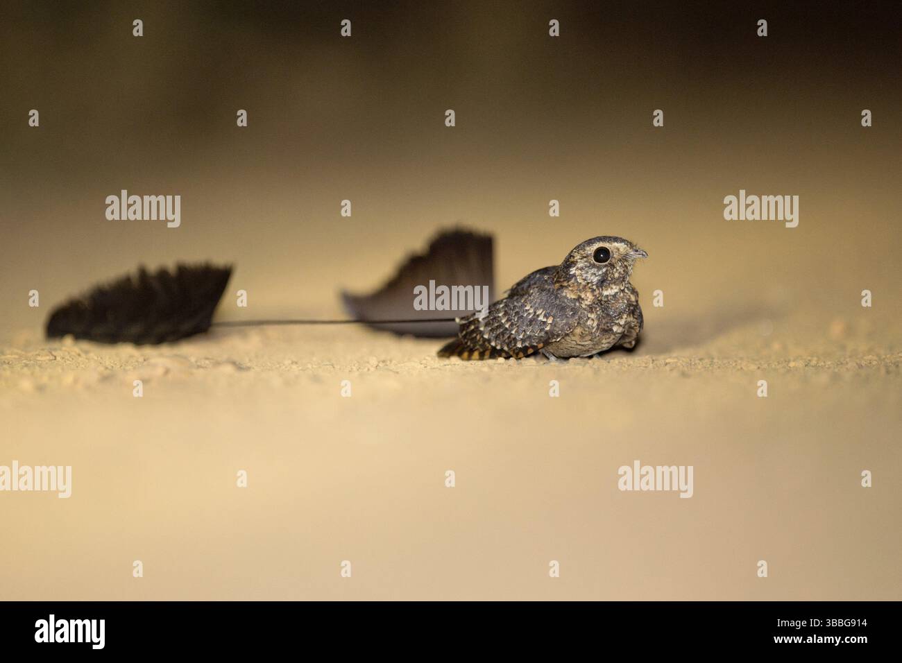 Standard-winged Nightjar (Caprimulgus longipennis), Murchison Falls ...