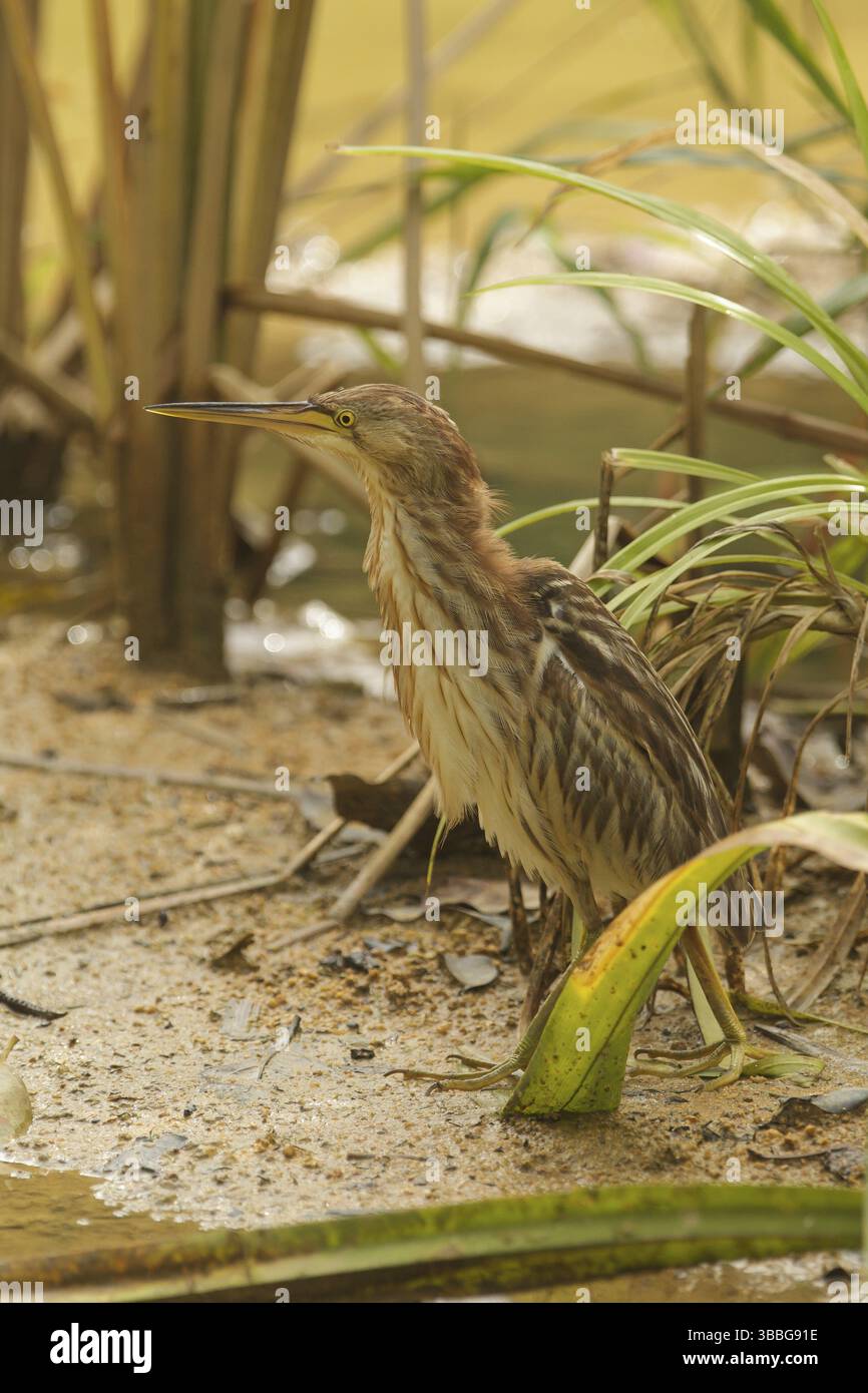 Yellow Bittern (Ixobrychus sinensis), Singapore, Malaysia, Asia Stock ...