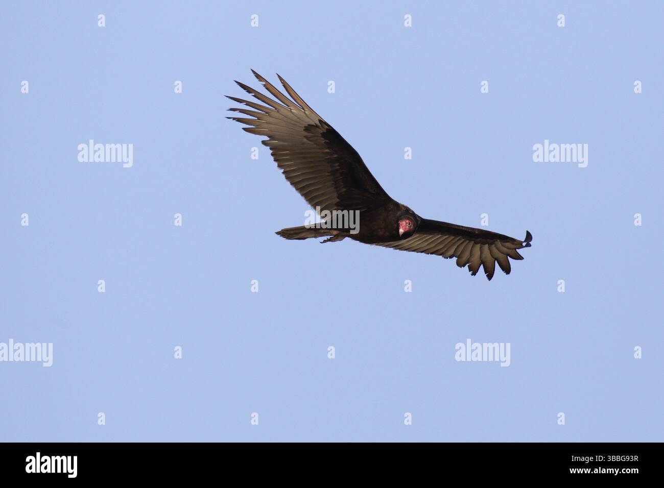 Turkey Vulture (Cathartes aura) flying, Florida, USA, North America ...