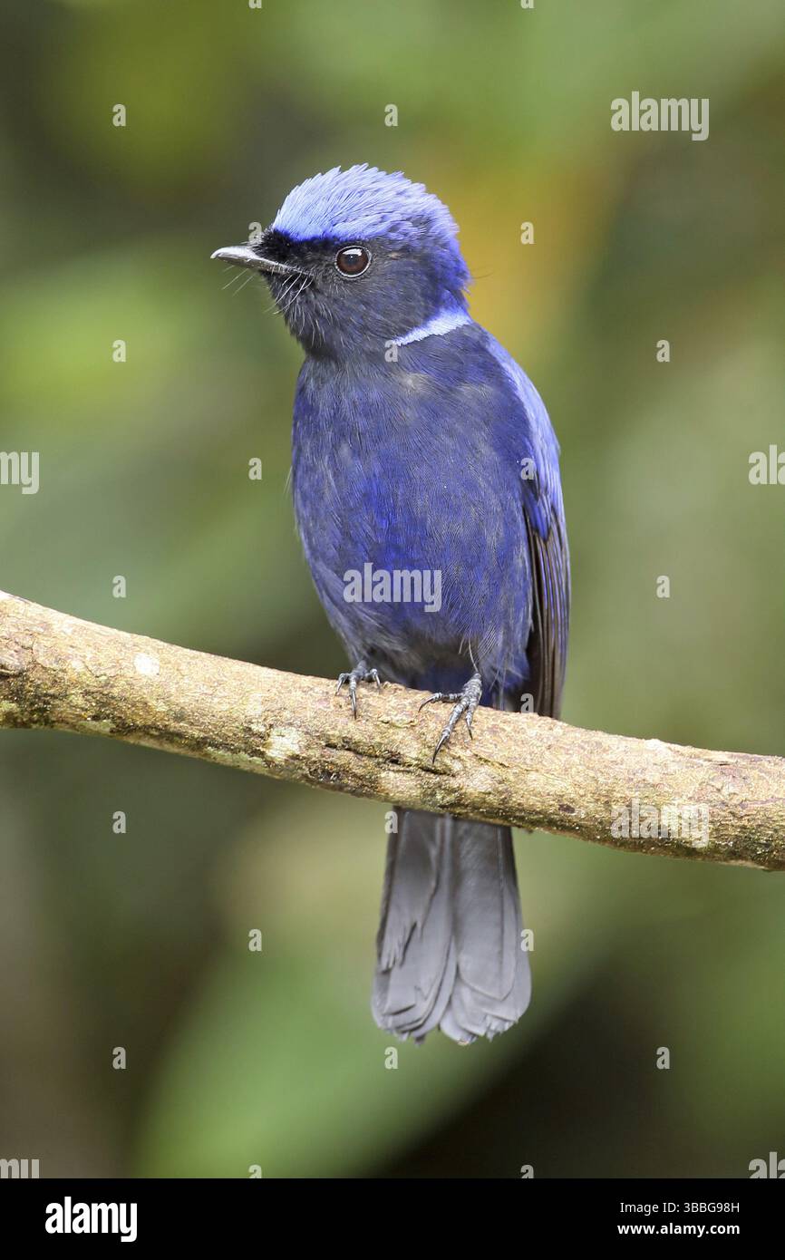 Large Niltava (Niltava grandis) male, Selangor, Malaysia, Asia Stock Photo - Alamy