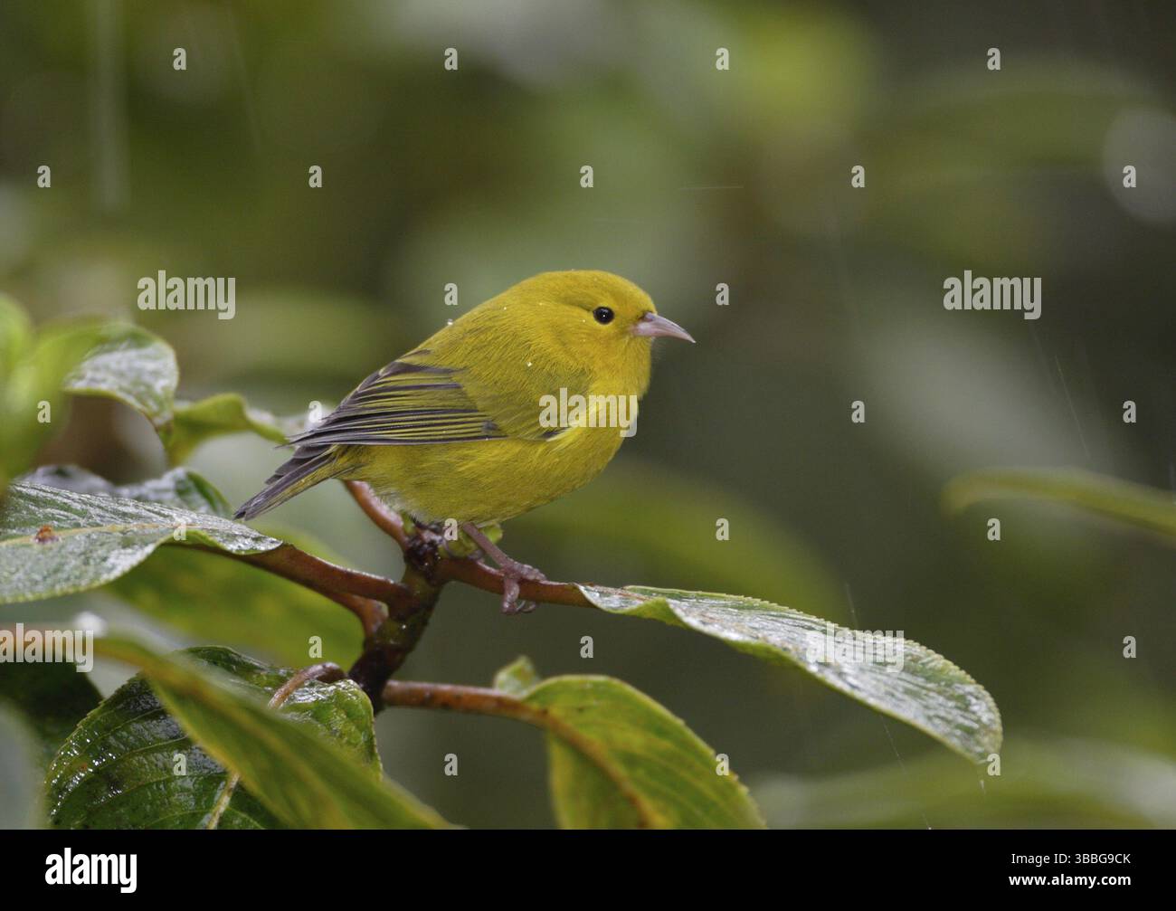 Anianiau, Maguma parvus, Hawaiian Honeycreeper Stock Photo - Alamy
