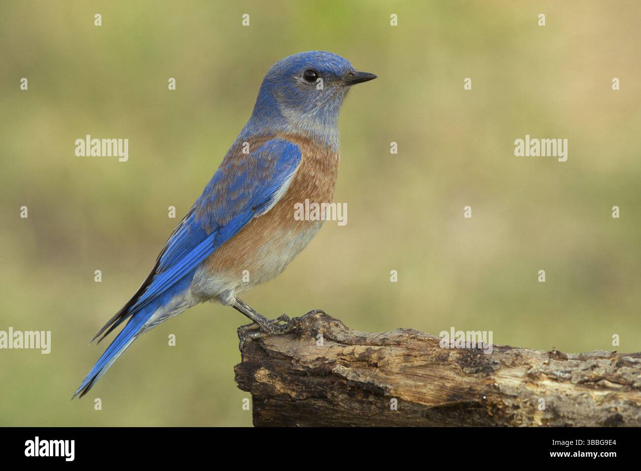 Sialia western hi-res stock photography and images - Alamy