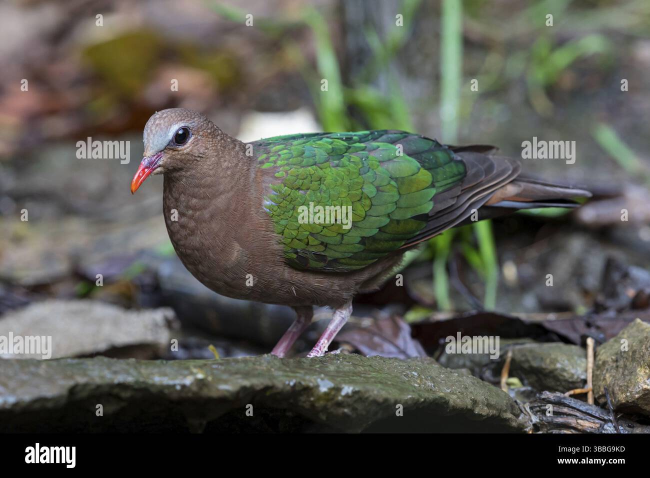 Common Emerald Dove (Chalcophaps indica) female, Yunnan, China, Asia Stock Photo - Alamy