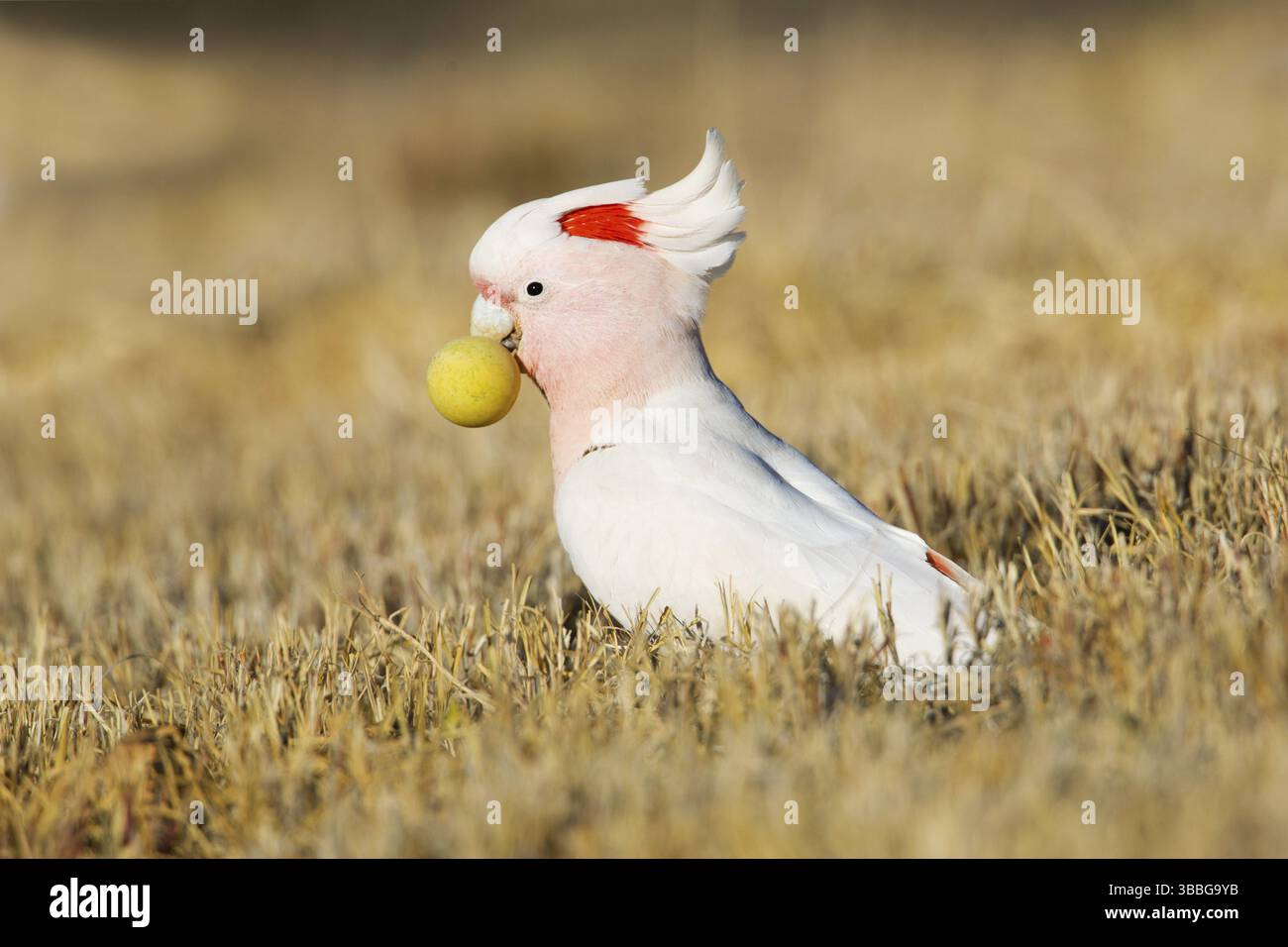 Major Mitchell's Cockatoo (Lophochroa leadbeateri) feeding on a Paddy ...