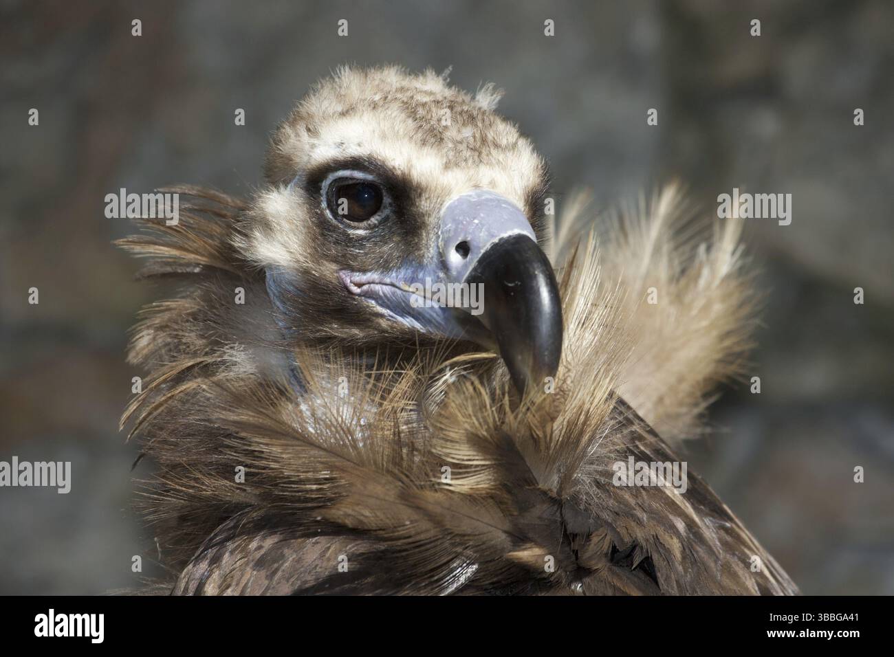 Cinereous Vulture (Aegypius monachus Stock Photo - Alamy