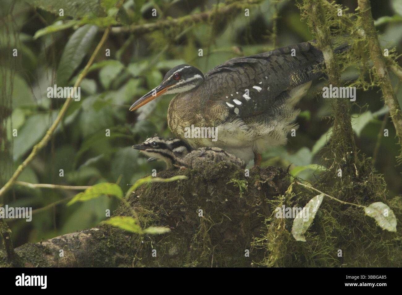 Sunbittern (Eurypyga helias) chick, Costa Rica, Central America Stock ...