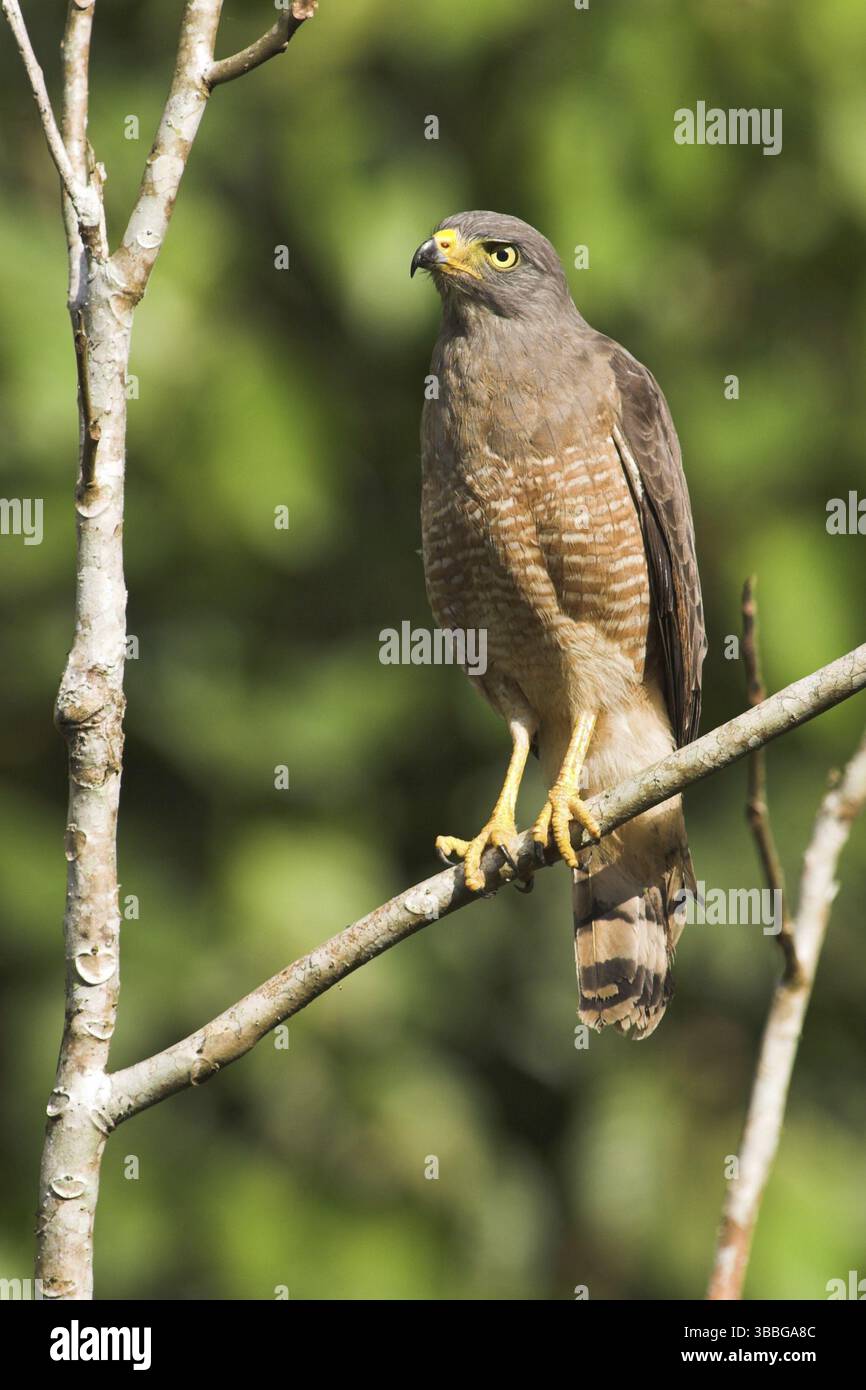 Roadside Hawk (Rupornis magnirostris), Costa Rica, Central America Stock Photo - Alamy